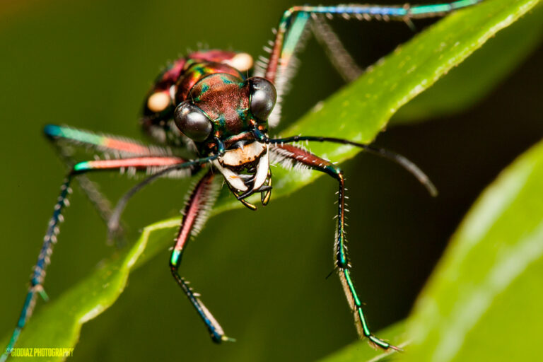 The Fastest Running Insect – It’s Built for Speed – Extreme Animal Records