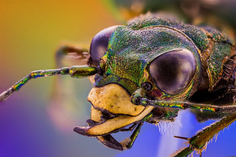 The Fastest Running Insect – It’s Built for Speed – Extreme Animal Records