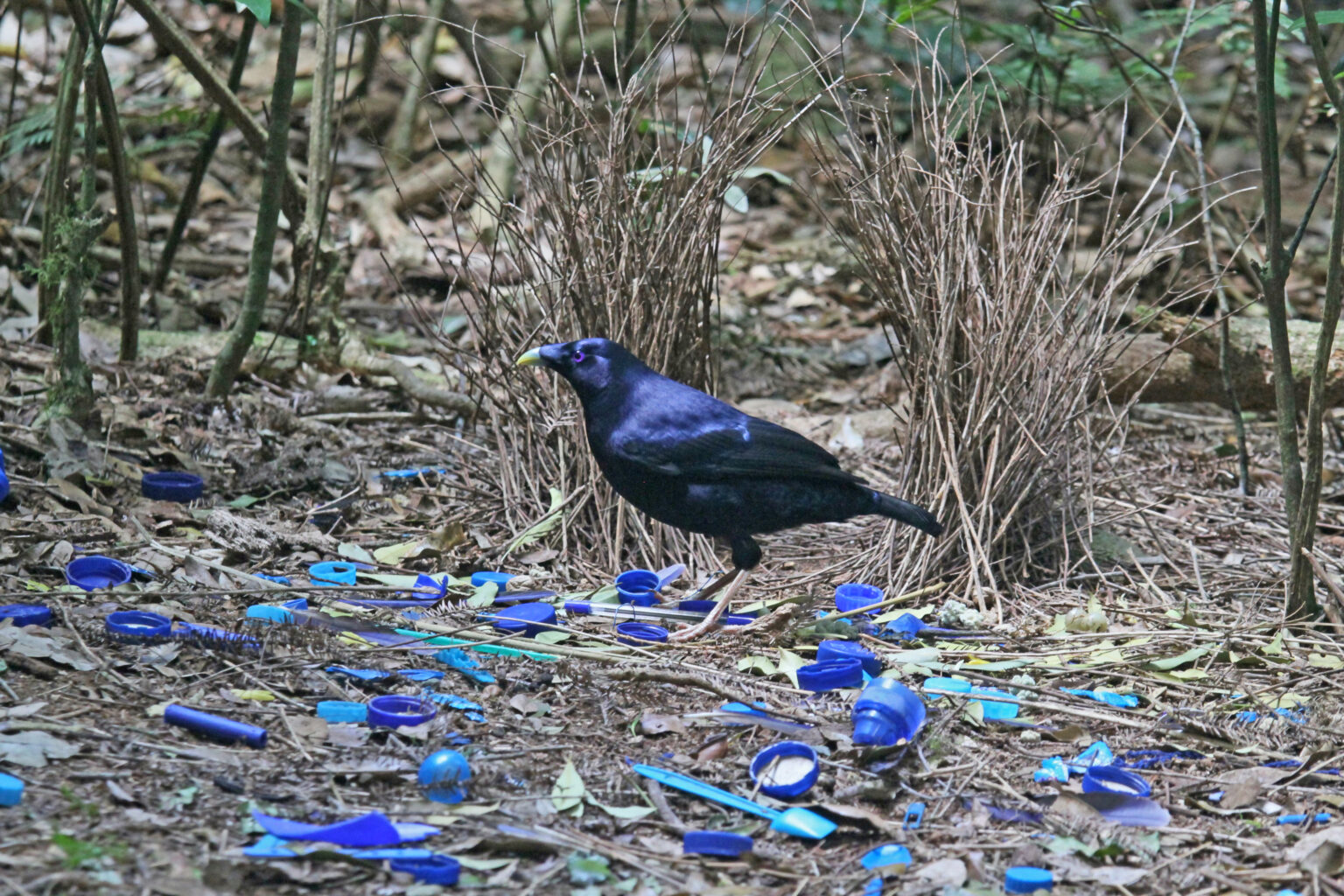 The Bird That Builds Elaborate Sculptures to Attract a Mate – Extreme ...