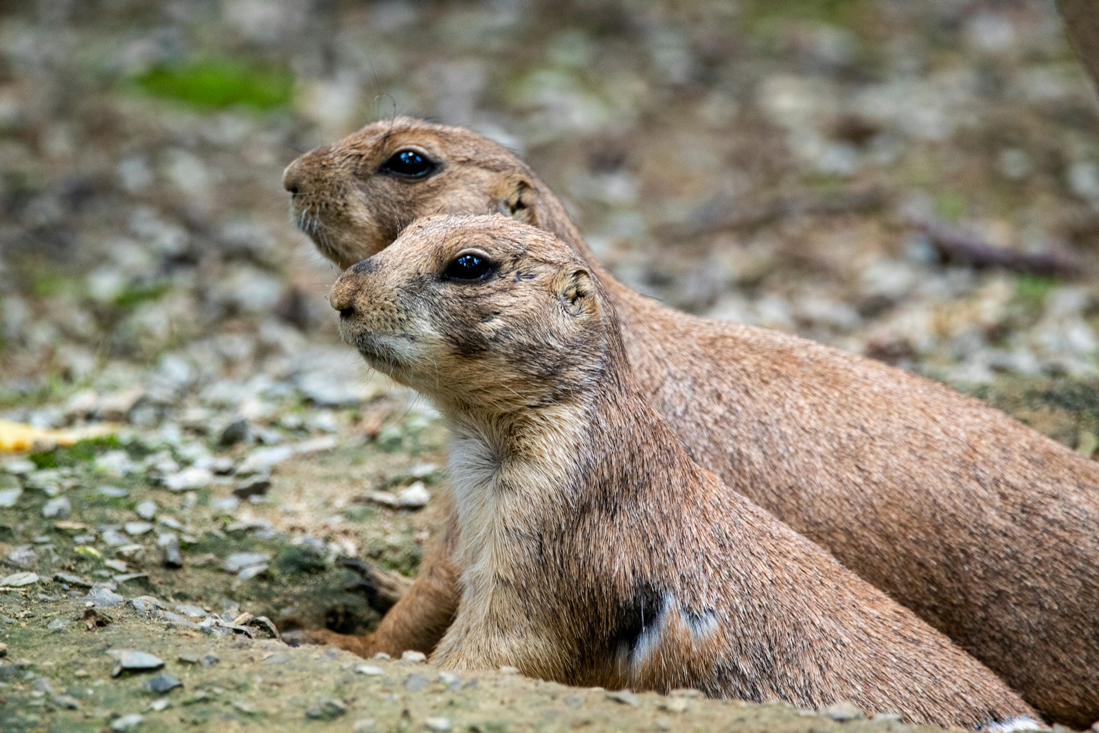 These Animals Help Others Survive—Literally – Extreme Animal Records