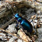 The Fastest Running Insect – It’s Built for Speed – Extreme Animal Records