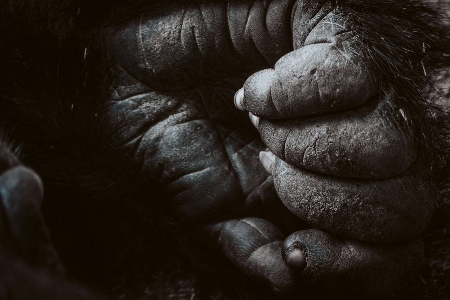 The Strongest Land Mammal – Pound for Pound Power – Extreme Animal Records