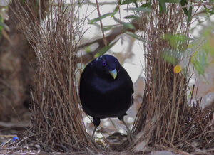 The Bird That Builds Elaborate Sculptures to Attract a Mate – Extreme ...