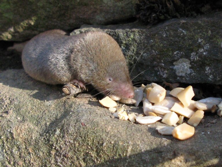 The Mammal With the Shortest Lifespan – It Lives for Just a Few Months ...