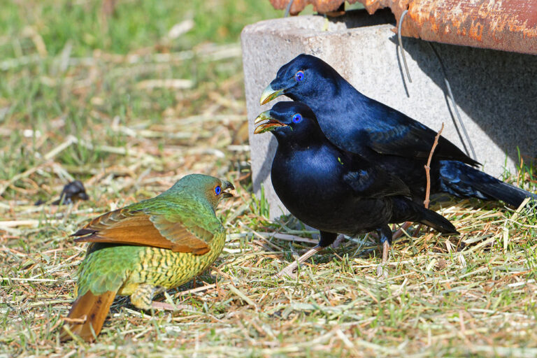 The Bird That Builds Elaborate Sculptures to Attract a Mate – Extreme ...