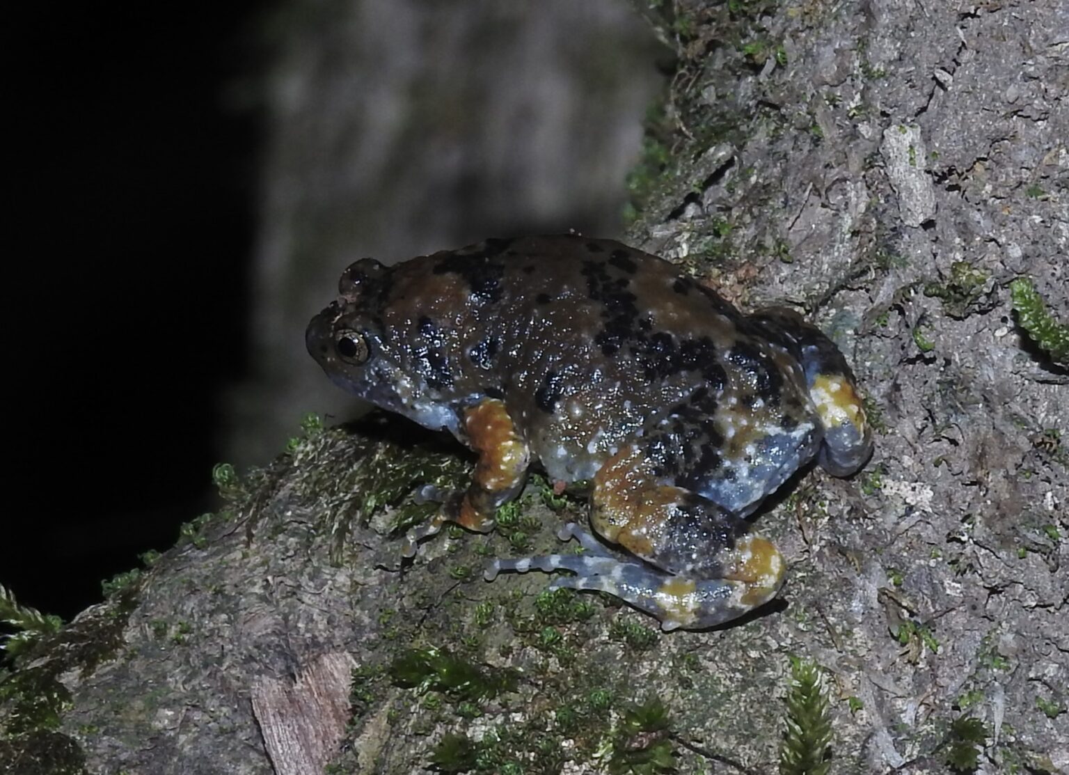 This Frog Inflates Into a Ball to Scare Off Predators – Extreme Animal ...