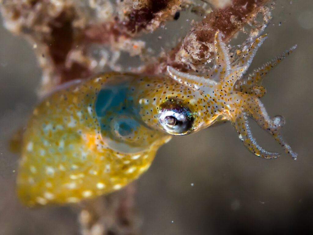 The Smallest Squid in the World – A Pint-Sized Deep-Sea Wonder ...