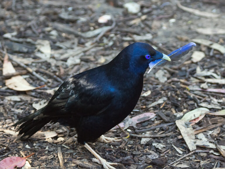 The Bird That Builds Elaborate Sculptures to Attract a Mate – Extreme ...