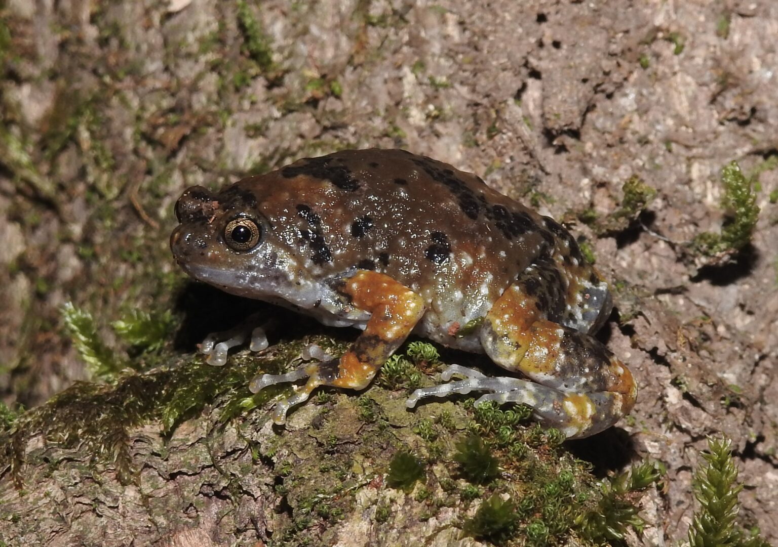 This Frog Inflates Into a Ball to Scare Off Predators – Extreme Animal ...