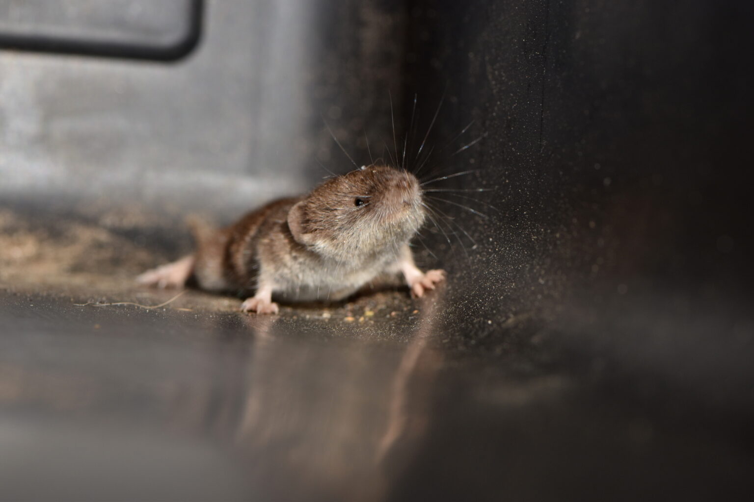 The Smallest Carnivorous Mammal – A Predator the Size of a Penny ...