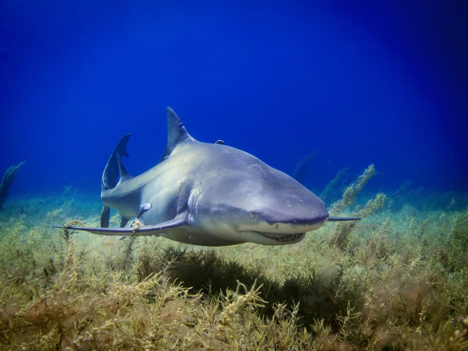 Sharks That Don’t Need Mates: The Rise of the Virgin Birth – Extreme ...