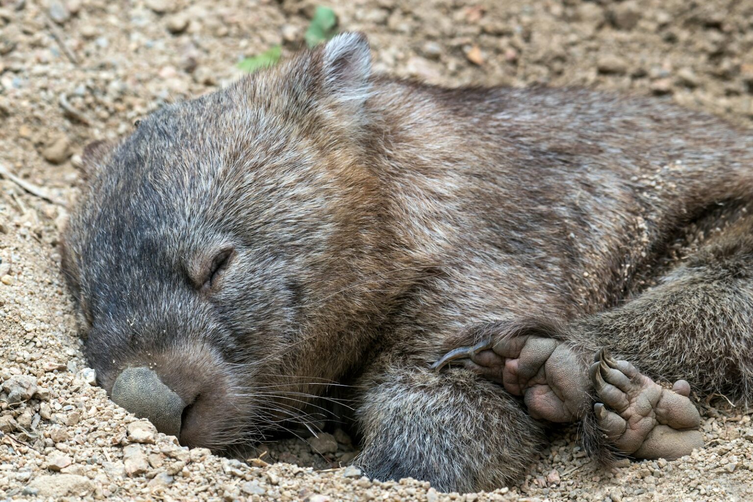 The Animal That Can Survive Droughts by Shutting Down Its Body ...