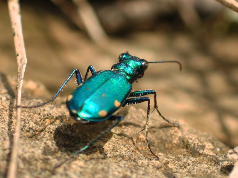 The Fastest Running Insect – It’s Built for Speed – Extreme Animal Records