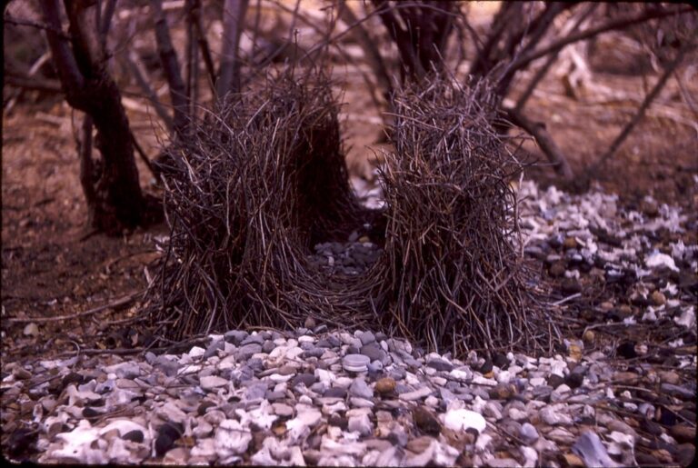 The Bird That Builds Elaborate Sculptures to Attract a Mate – Extreme ...