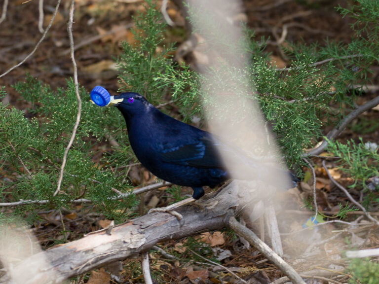 The Bird That Builds Elaborate Sculptures to Attract a Mate – Extreme ...