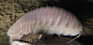 The Giant Isopod Looks Like a Deep-Sea Cockroach—and Can Survive for ...