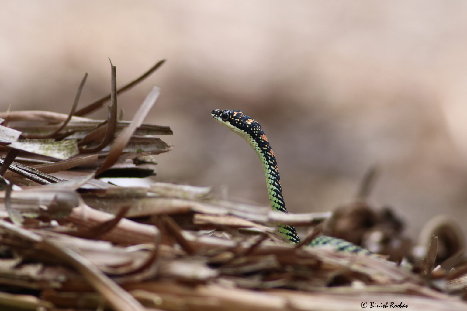 The Snake That Can Fly – A True Aerial Acrobat – Extreme Animal Records