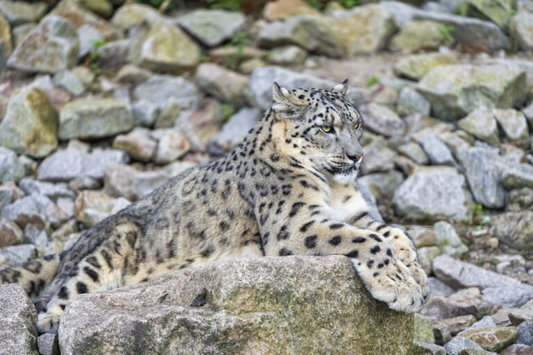 10 High-Altitude Animals vs. 10 Deepest-Dwelling Creatures – Extreme ...