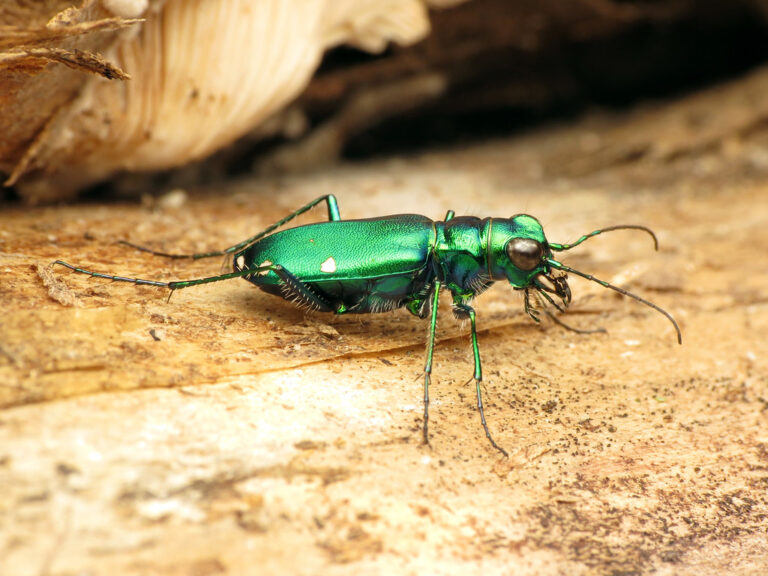 The Fastest Running Insect – It’s Built for Speed – Extreme Animal Records