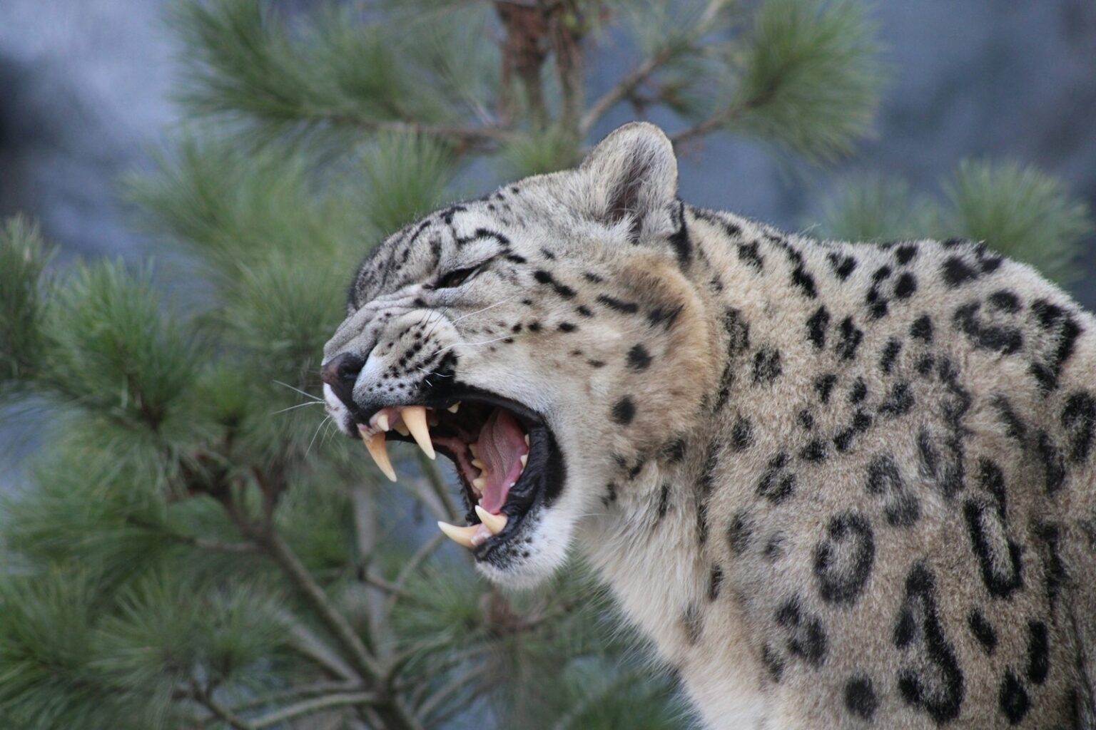 The Animal With the Strongest Jaws – It Can Snap Bones Instantly ...