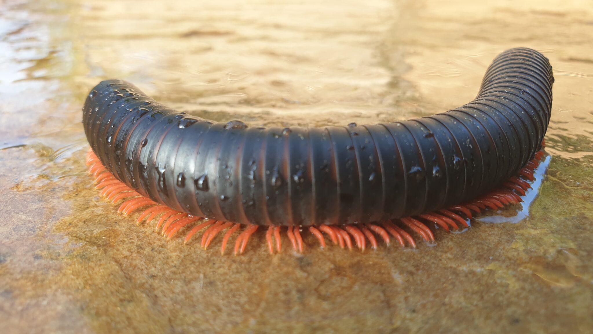 The Giant African Millipede Has More Than 400 Legs—And It’s Still Not ...