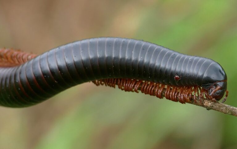 The Giant African Millipede Has More Than 400 Legs—And It’s Still Not ...