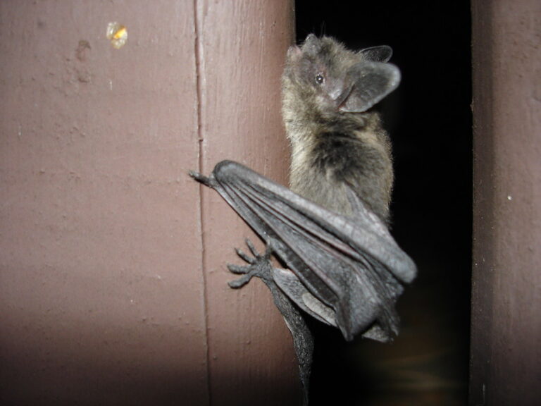 The Only Mammal That Can Fly: Bats and Their Aerodynamic Secrets ...