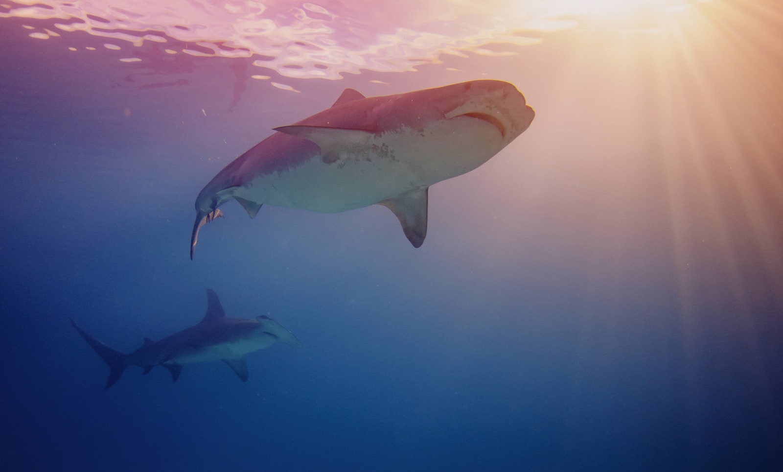 Sharks That Don’t Need Mates: The Rise of the Virgin Birth – Extreme ...