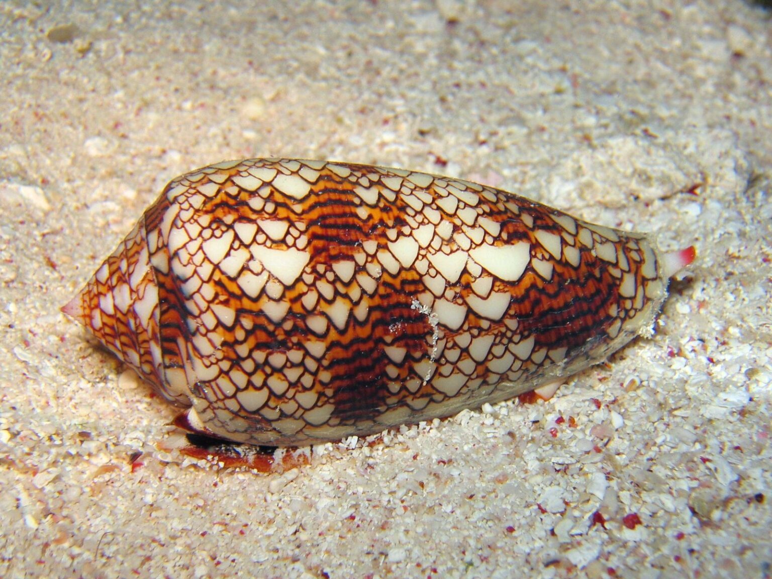 The Cone Snail Can Kill With a Harpoon-Tipped Tooth—In Just Seconds ...