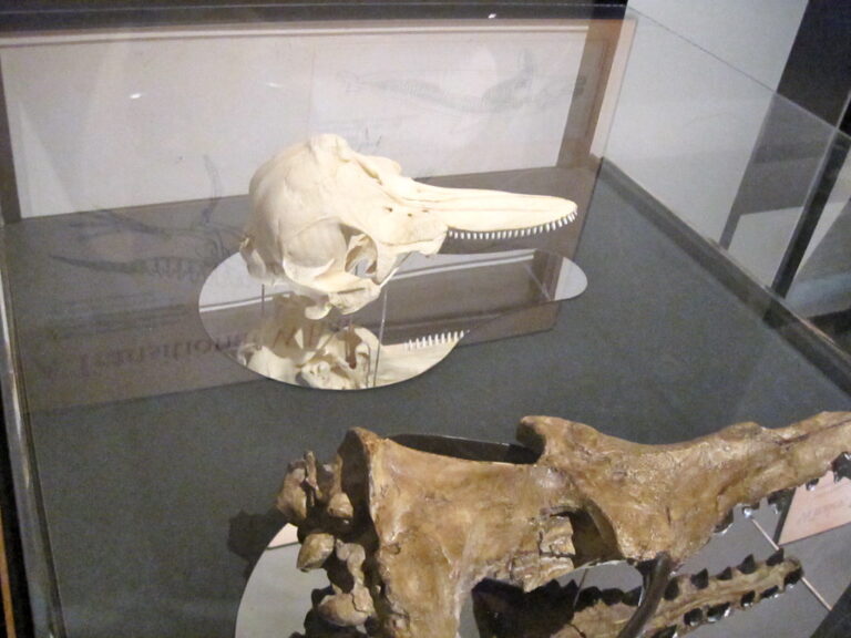 The First Whales Had Legs—and Walked on Land Before Returning to the ...