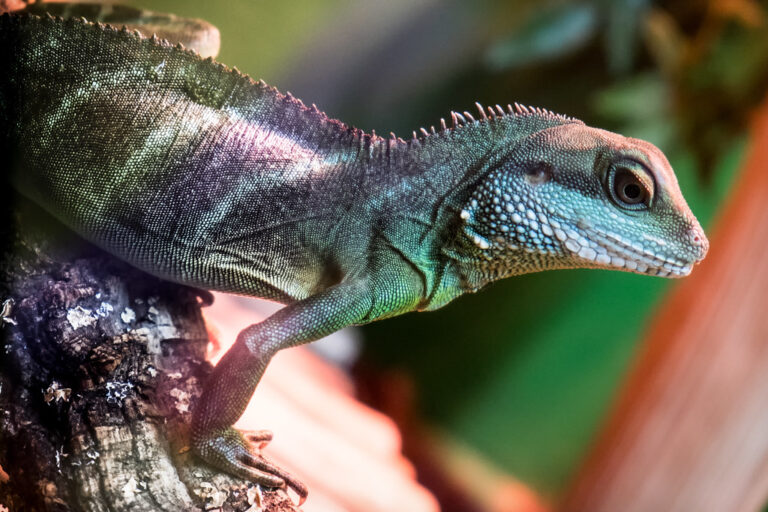 Longest-Living Reptiles: These Ancient Creatures Have Seen It All ...