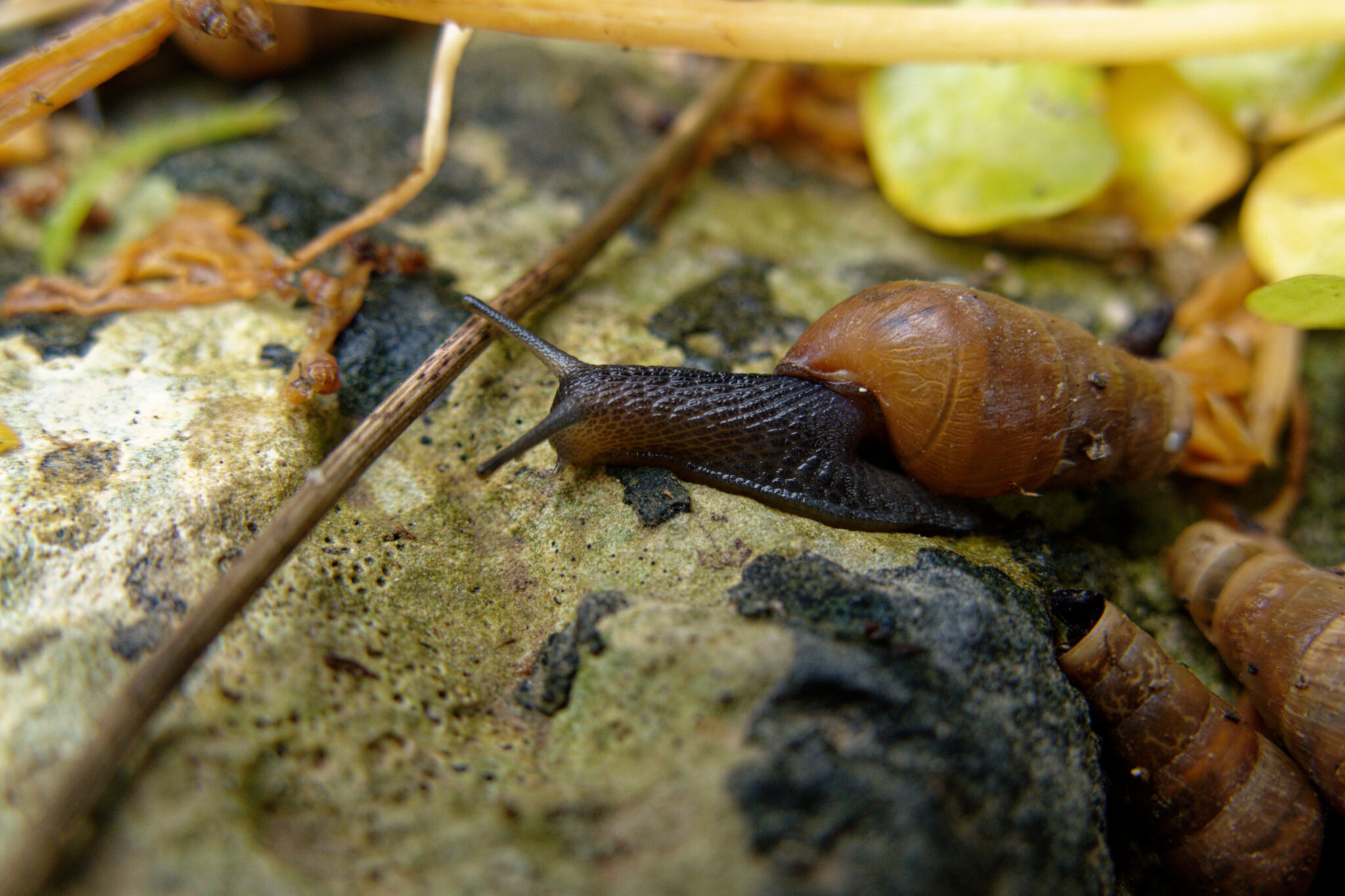 The Cone Snail Can Kill With a Harpoon-Tipped Tooth—In Just Seconds ...