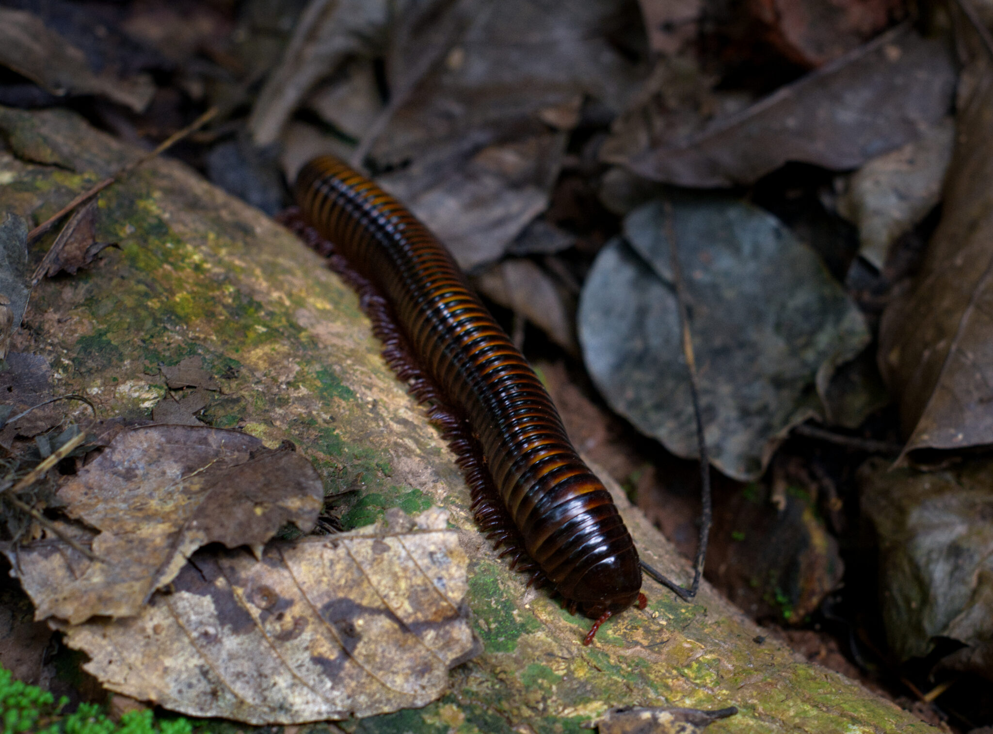 The Giant African Millipede Has More Than 400 Legs—And It’s Still Not ...