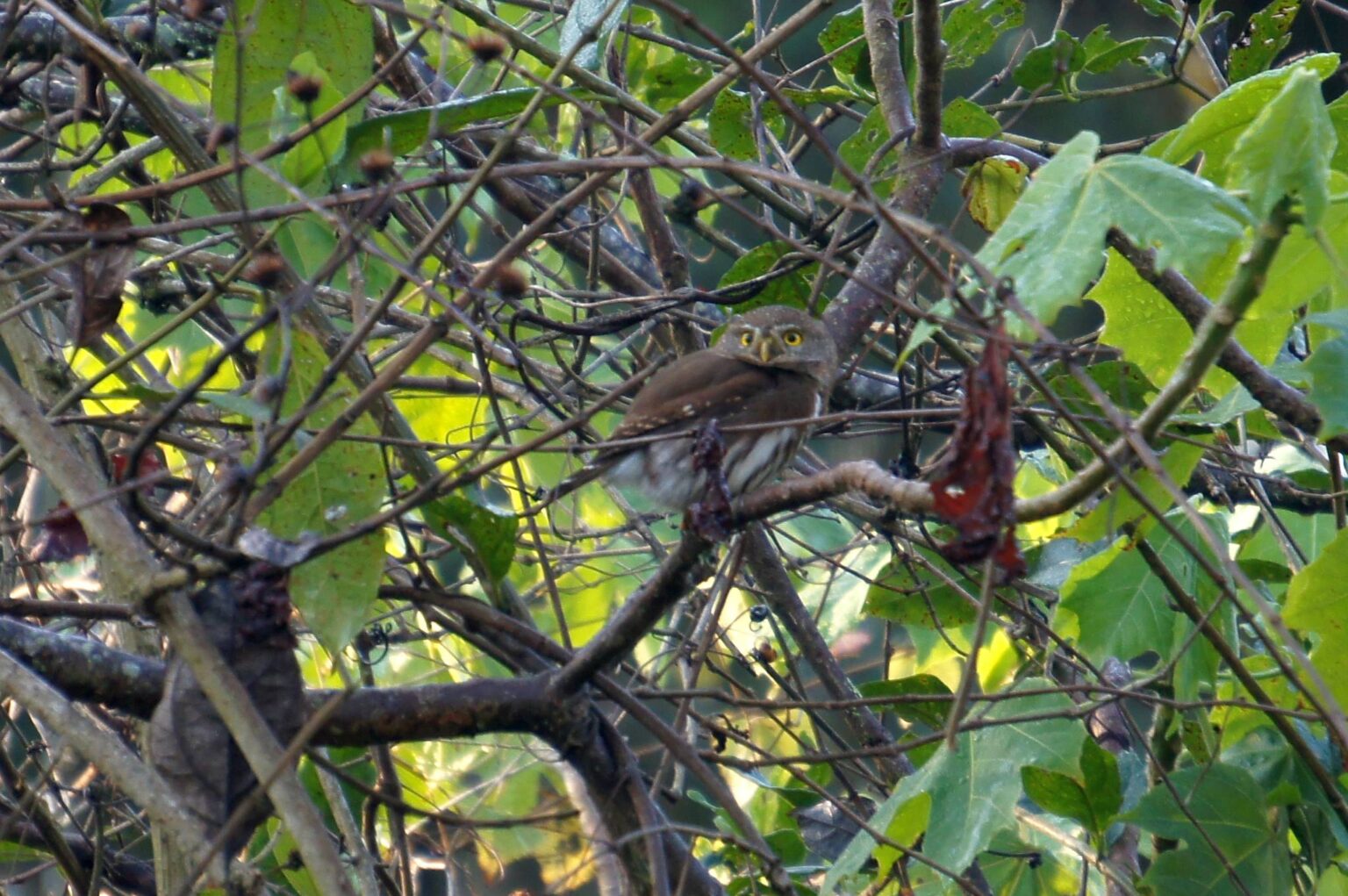 The Smallest Owl Species – The Cutest Predator in the Sky – Extreme ...