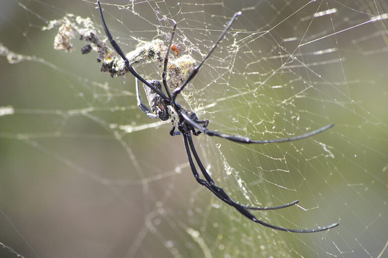 The Spider That Builds Decoy Versions of Itself – Extreme Animal Records