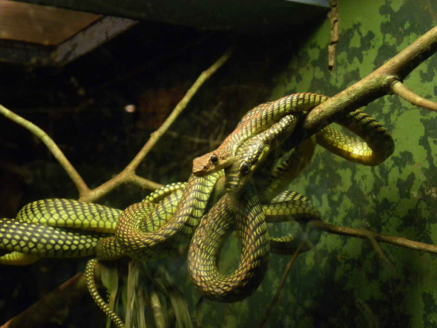 The Snake That Can Fly – A True Aerial Acrobat – Extreme Animal Records
