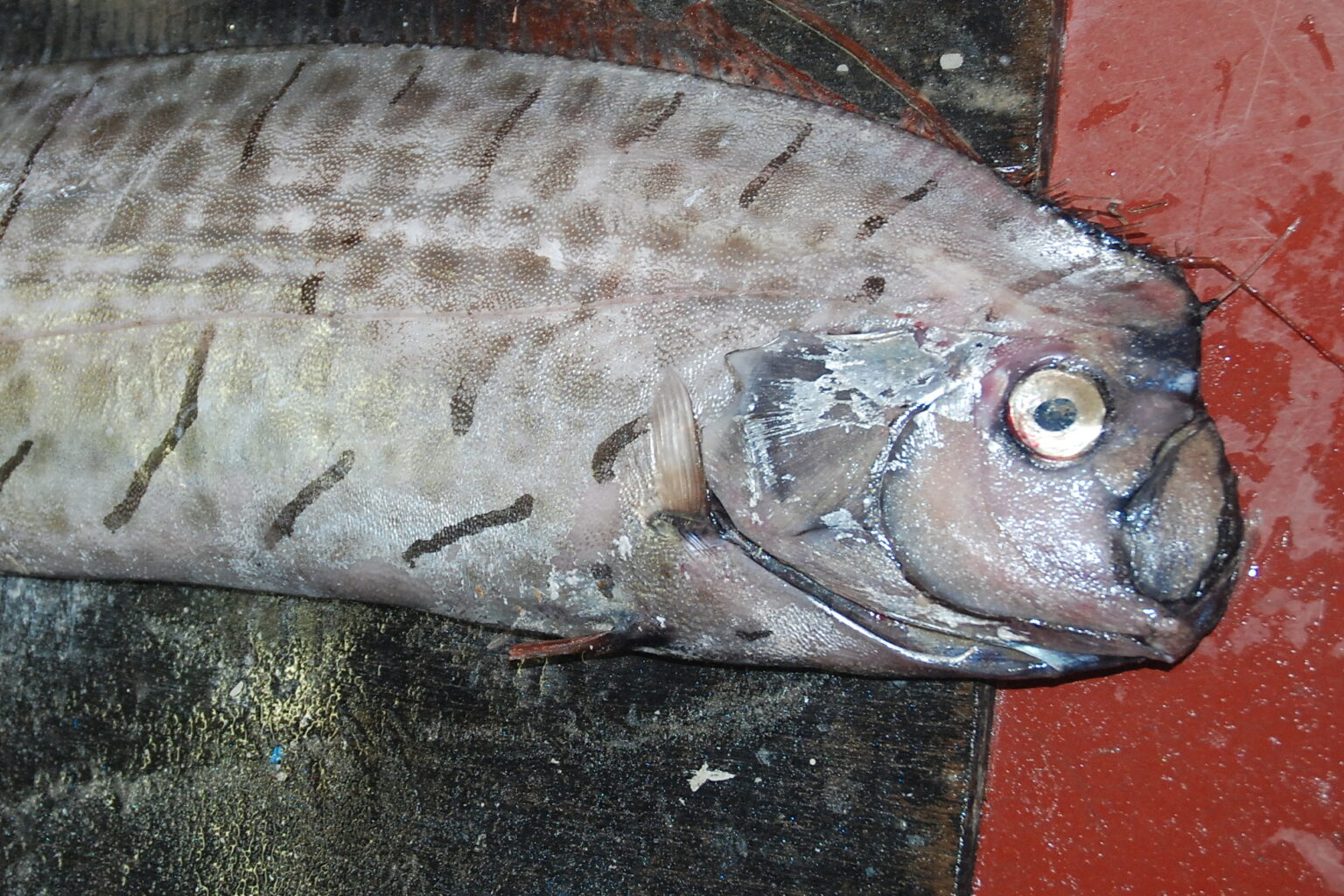 The Oarfish May Be the Longest Bony Fish in the Ocean—And Rarely Seen ...