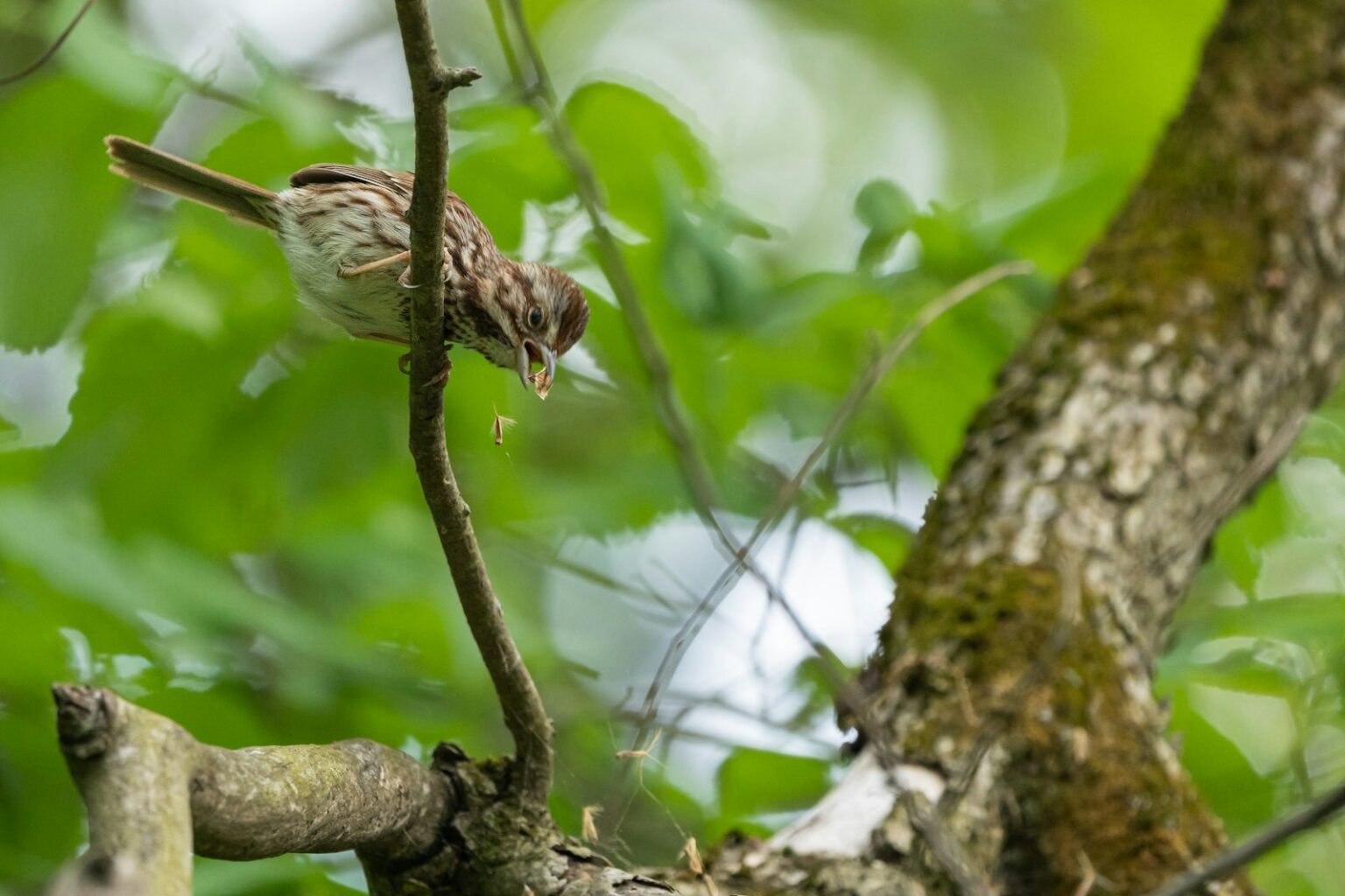 The Spider That Builds Decoy Versions of Itself – Extreme Animal Records