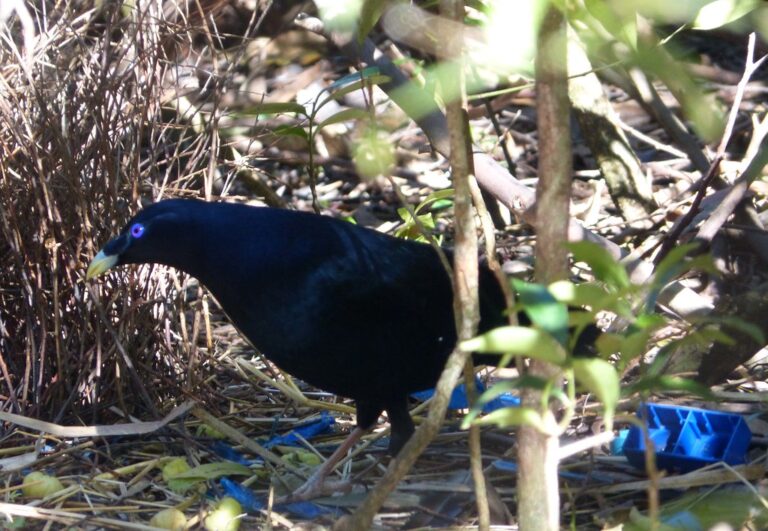 The Bird That Builds Elaborate Sculptures to Attract a Mate – Extreme ...