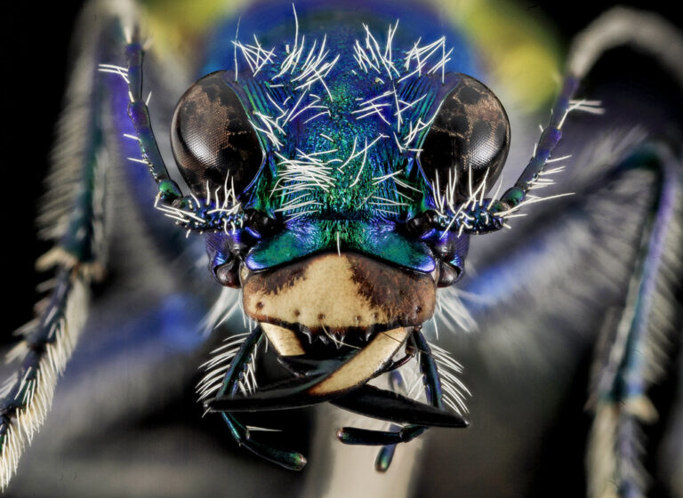 The Fastest Running Insect – It’s Built for Speed – Extreme Animal Records