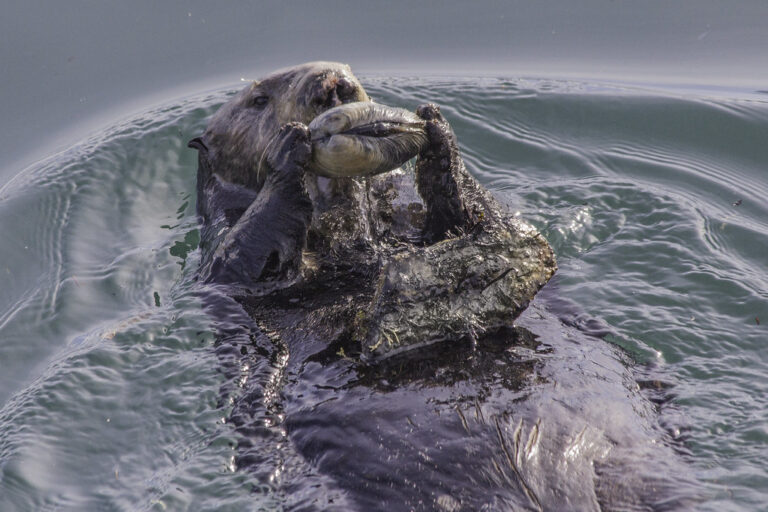Playtime Champions: Otters and the World’s Most Playful Animals ...