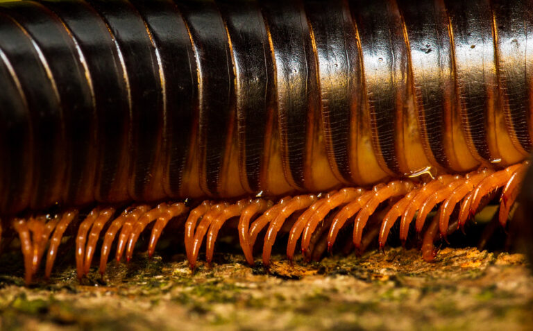 The Giant African Millipede Has More Than 400 Legs—And It’s Still Not ...