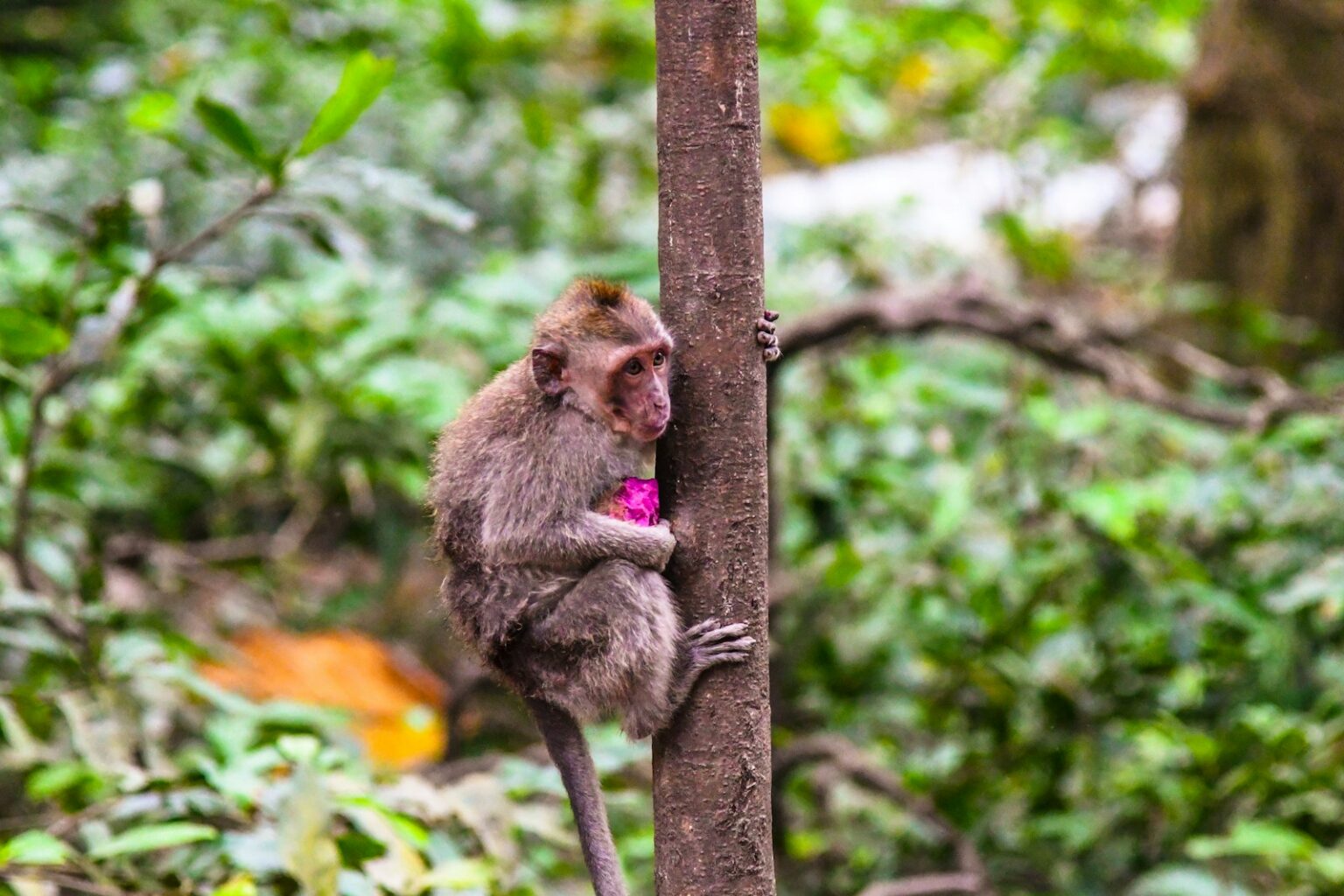 The Animal With the Most Powerful Grip Strength – Extreme Animal Records