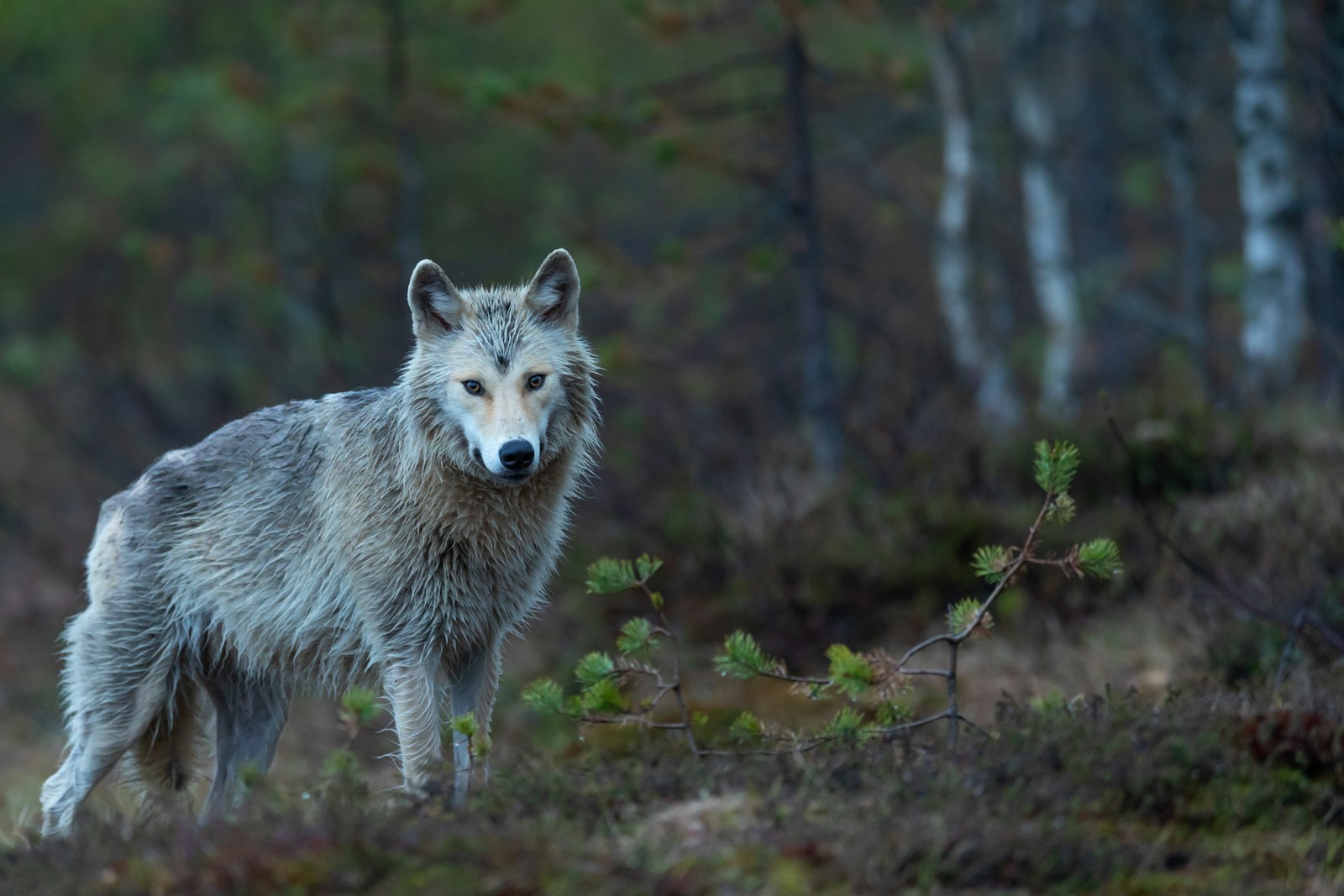 These Animals Help Others Survive—Literally – Extreme Animal Records