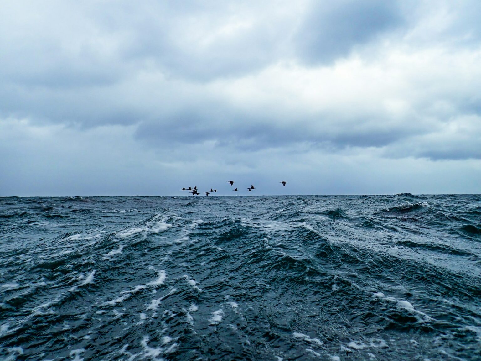 Sharks That Don’t Need Mates: The Rise of the Virgin Birth – Extreme ...