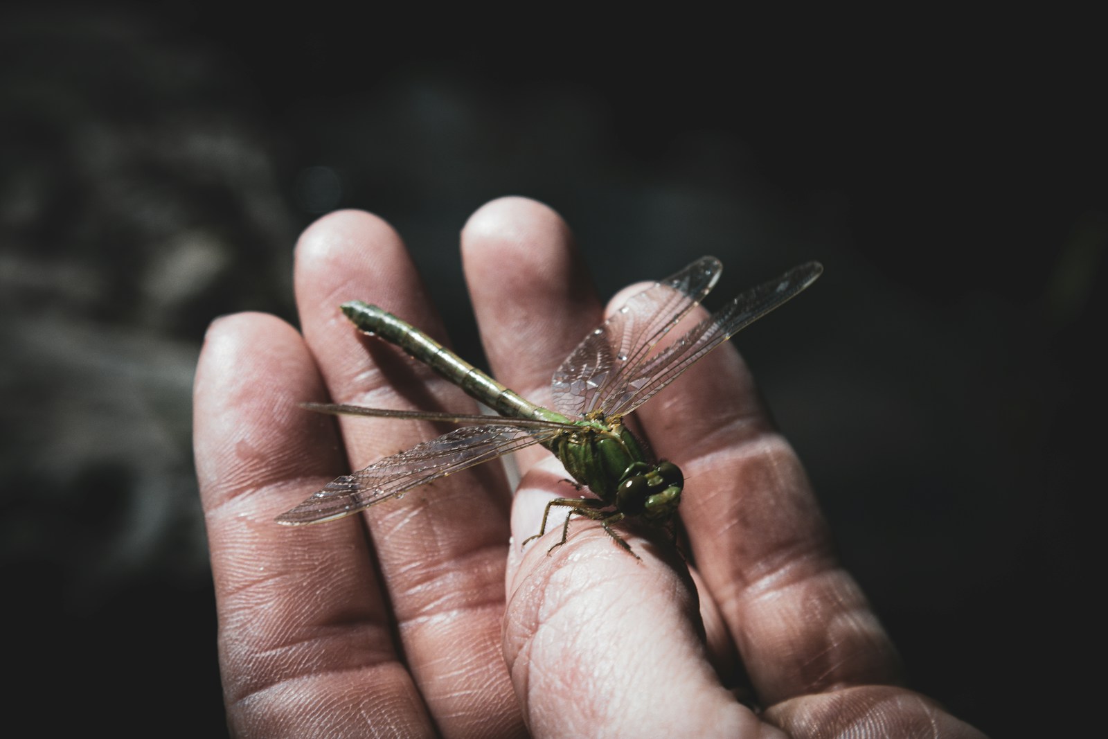 The Fastest Insect in the World – It Moves at Shocking Speeds – Extreme ...