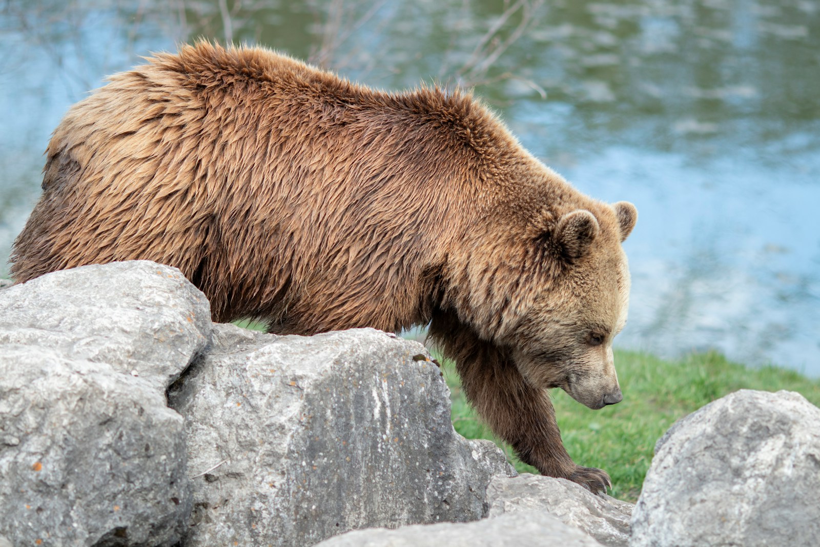 The Strongest Land Mammal – Pound for Pound Power – Extreme Animal Records