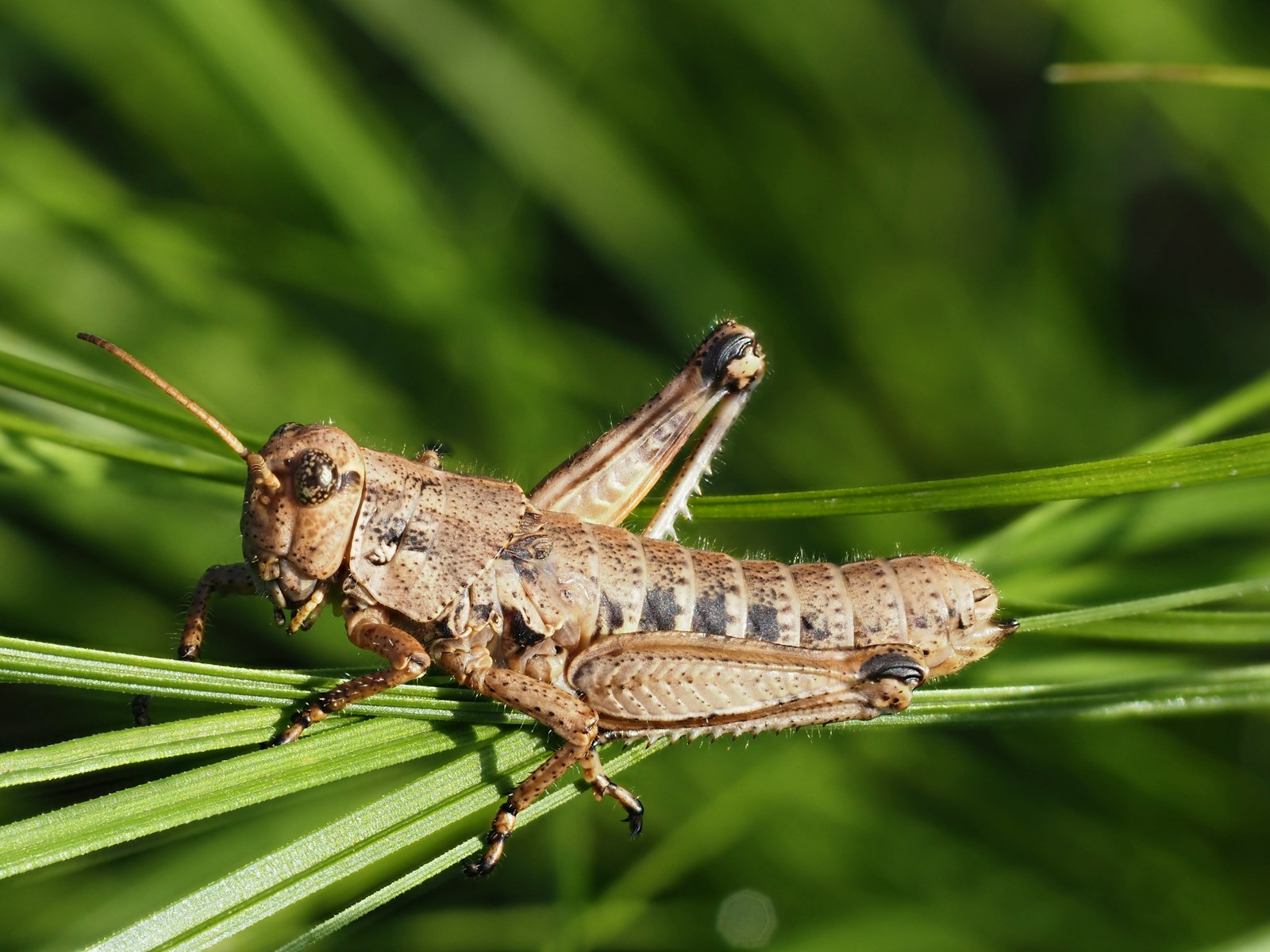 The Animal With the Highest Jump – It Can Leap Over 100 Times Its ...