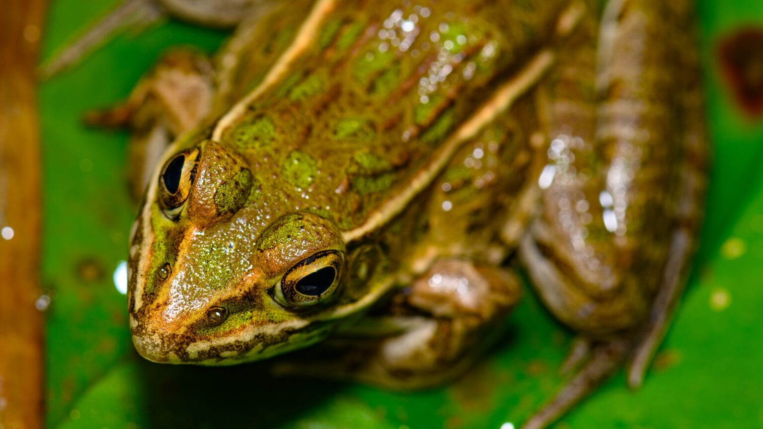 The Amphibian That Can Breathe Through Its Skin – Extreme Animal Records