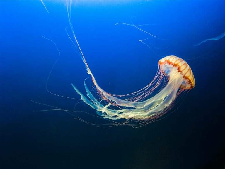 The Fastest Moving Jellyfish – A Surprising Speedster – Extreme Animal ...